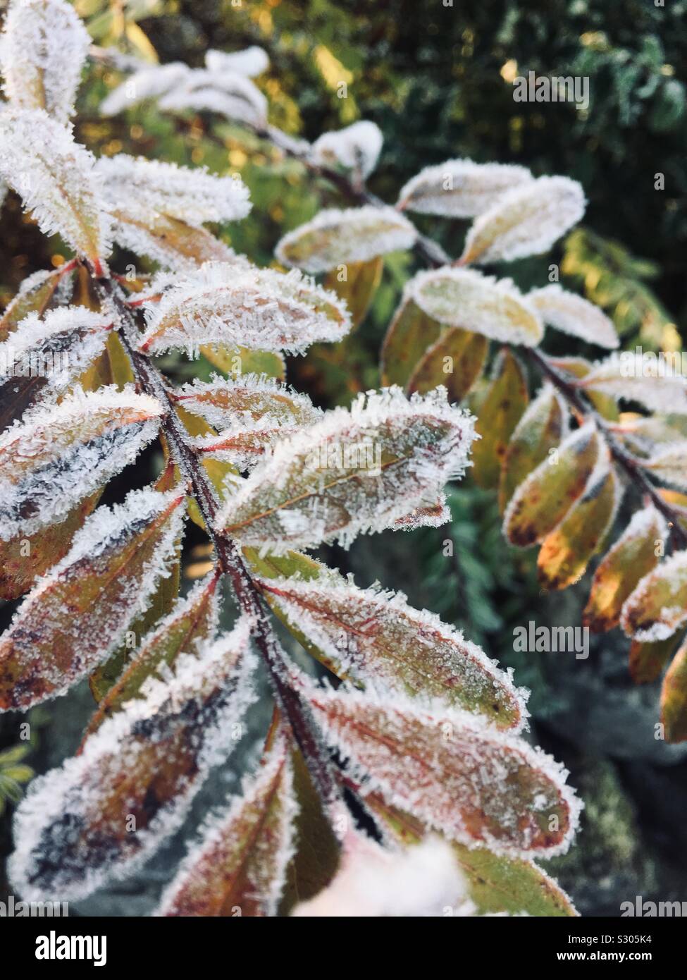 Frost plant hi-res stock photography and images - Alamy