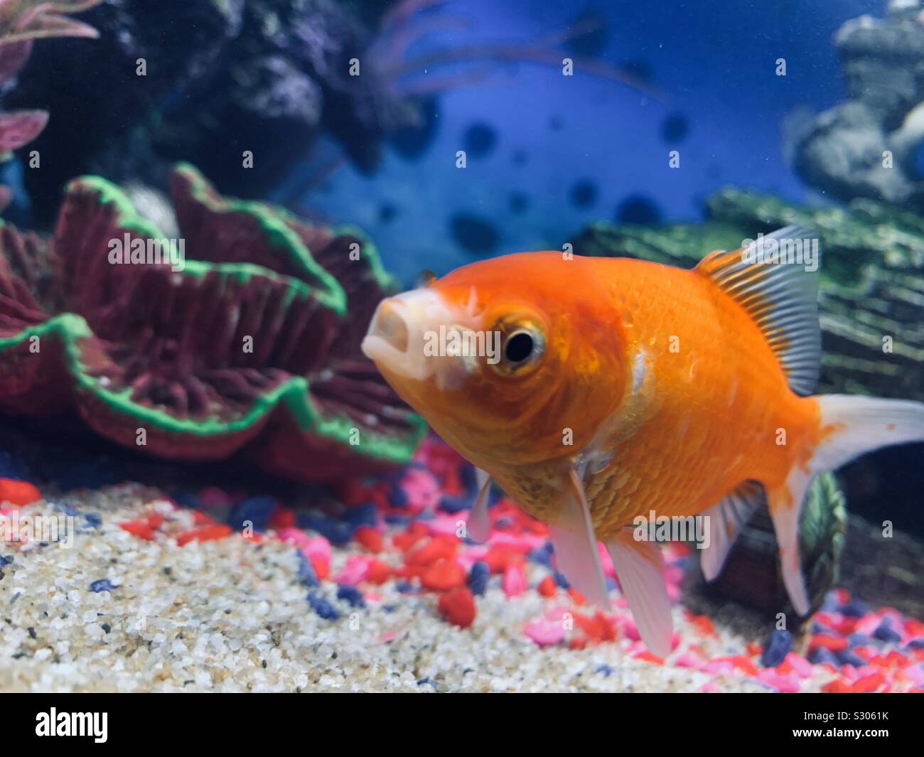 Fishy Water High Resolution Stock Photography and Images - Alamy
