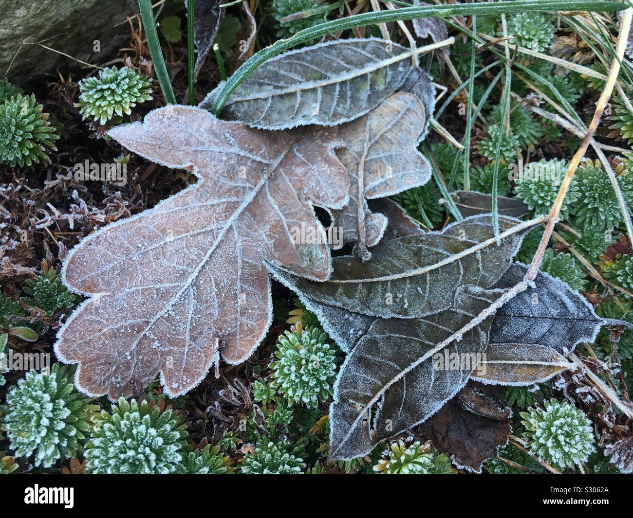 Frosted autumn hi-res stock photography and images - Alamy