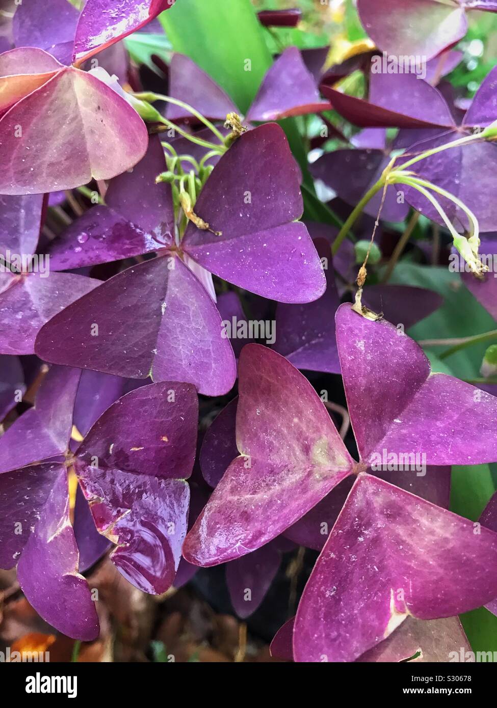 Purple plant hi-res stock photography and images - Alamy