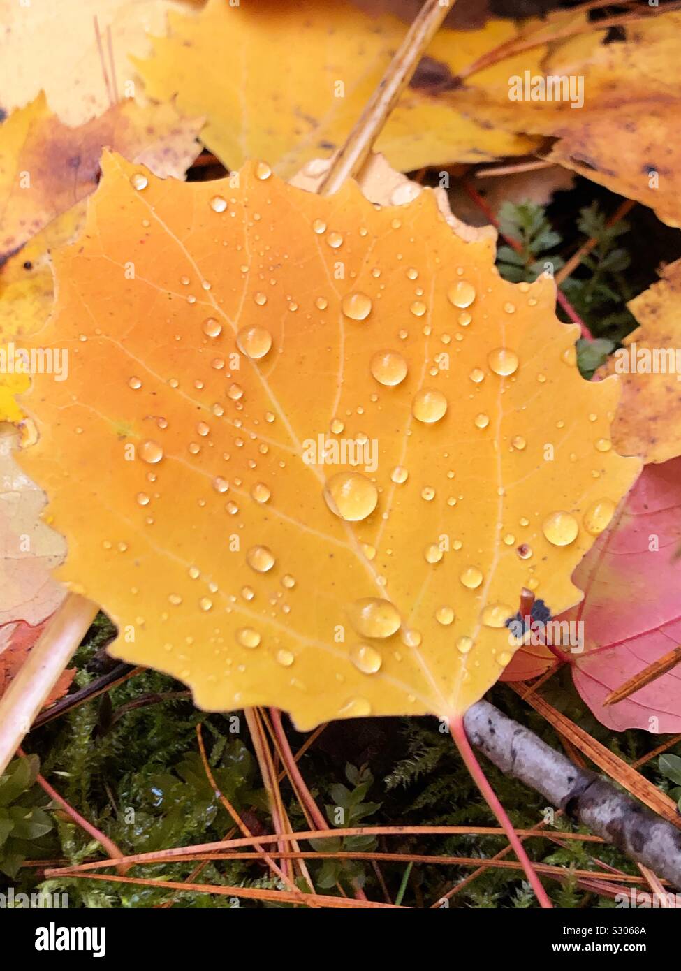 Yellow leaf with rain drops Stock Photo - Alamy