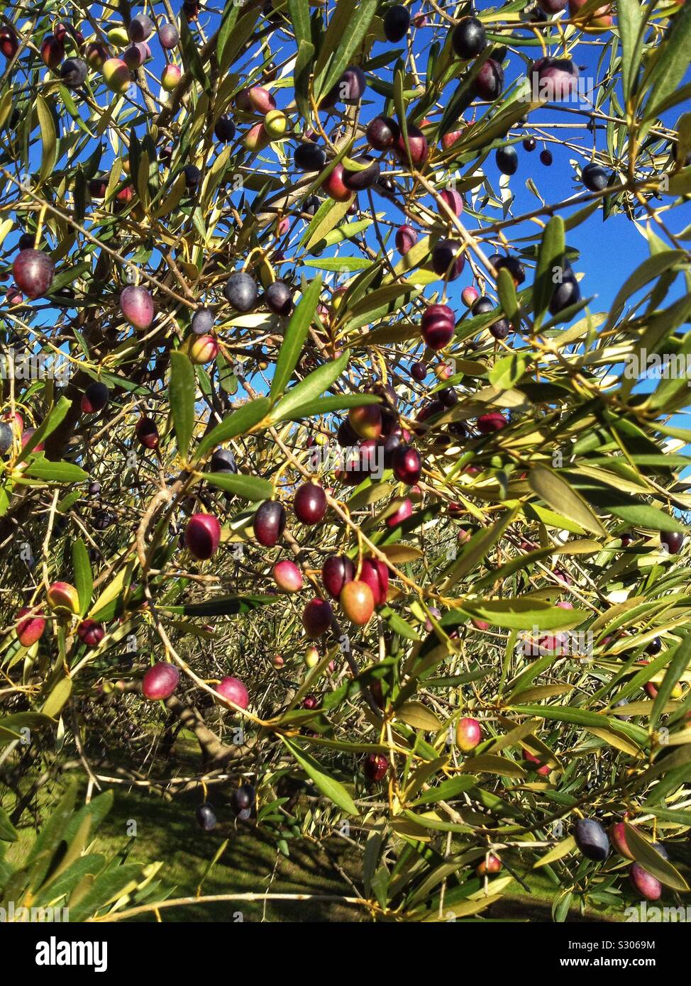Olive tree in Autumn Stock Photo - Alamy