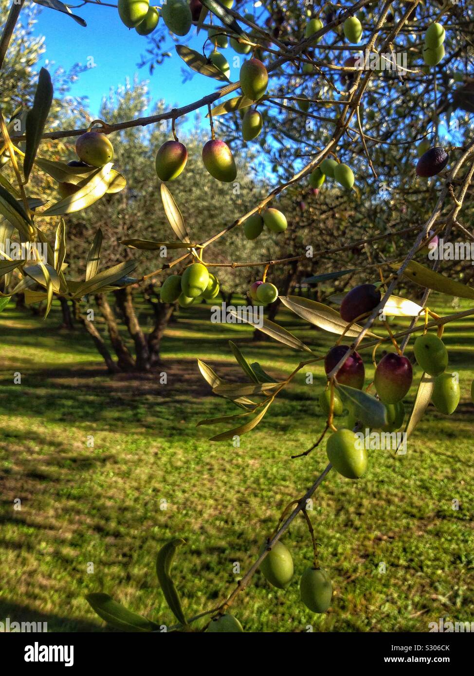 Olive trees in Autumn Stock Photo - Alamy