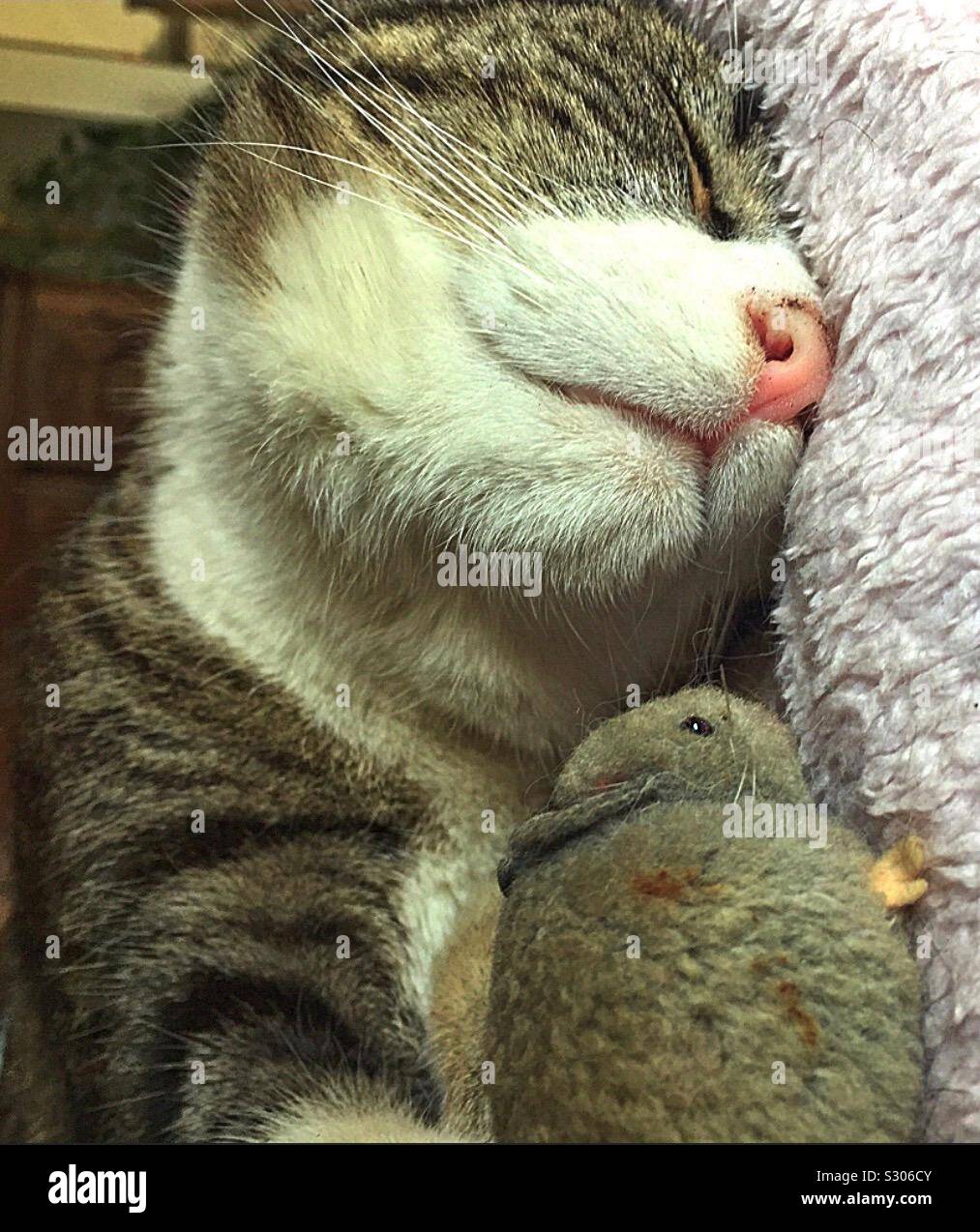 Real cat mouse hi-res stock photography and images - Alamy