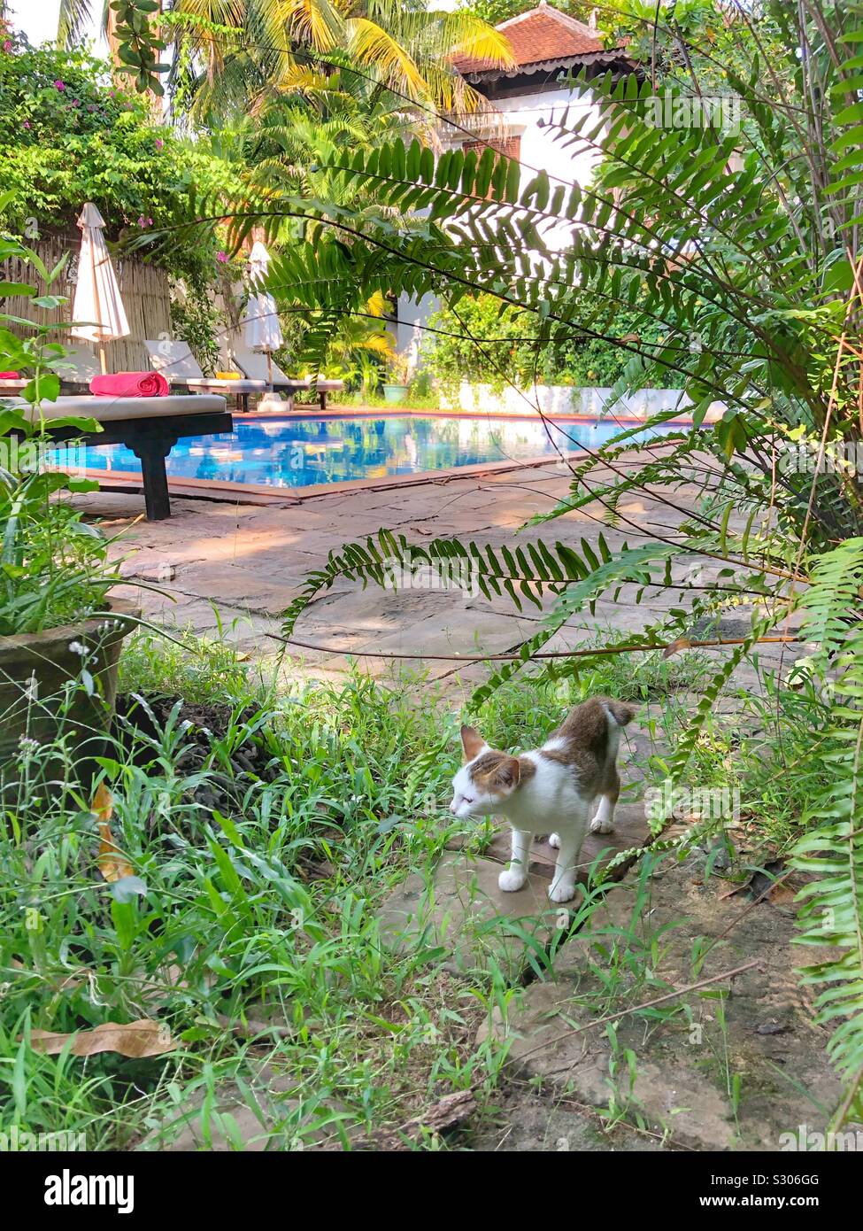 A kitten exploring Stock Photo - Alamy
