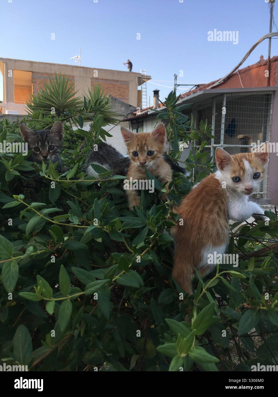 Three fluffy kittens , trying to escape over the fence Stock Photo - Alamy