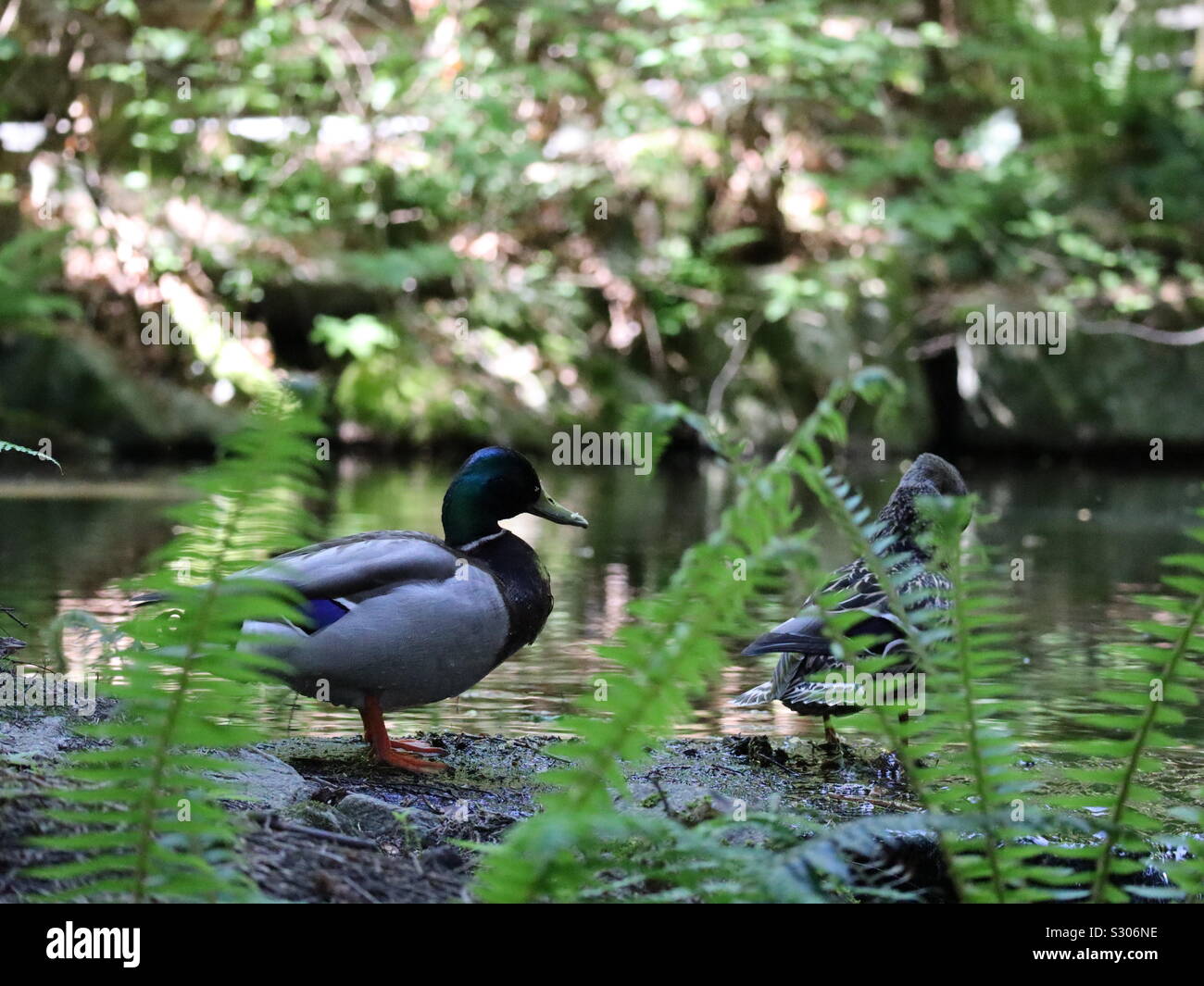 Ducks in a row Stock Photo - Alamy