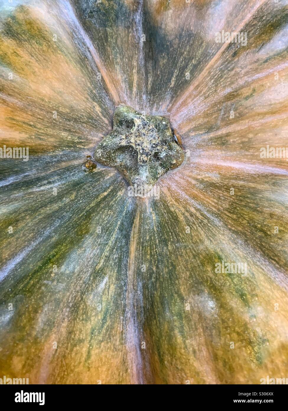 Cucurbita moschata hi-res stock photography and images - Alamy