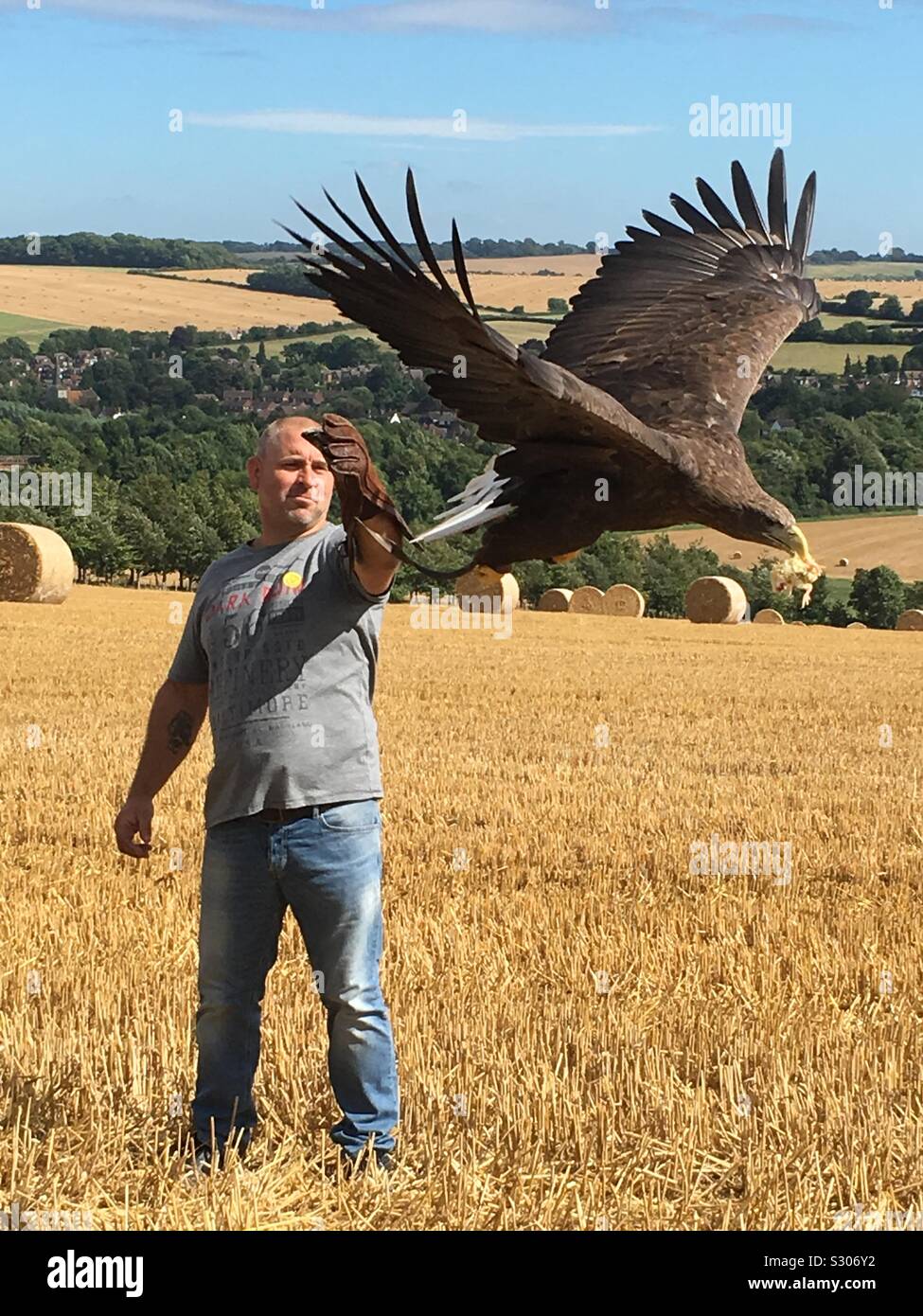 Eagle in flight Stock Photo - Alamy