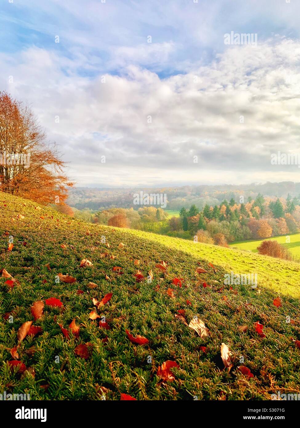 Surrey hills in autumn Stock Photo - Alamy