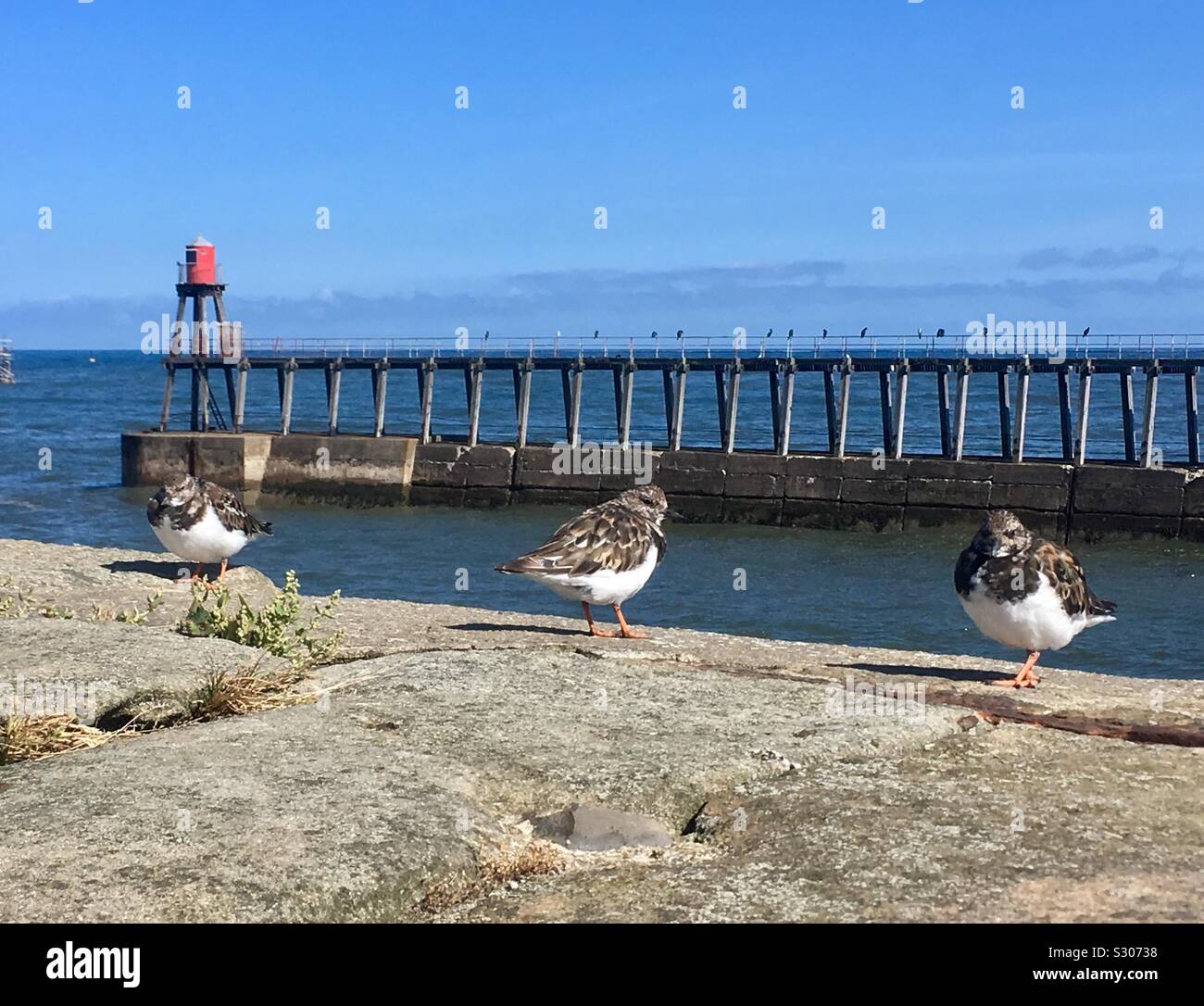 Three Turnstone seabirds at Whitby Harbour, North Yorkshire Stock Photo ...