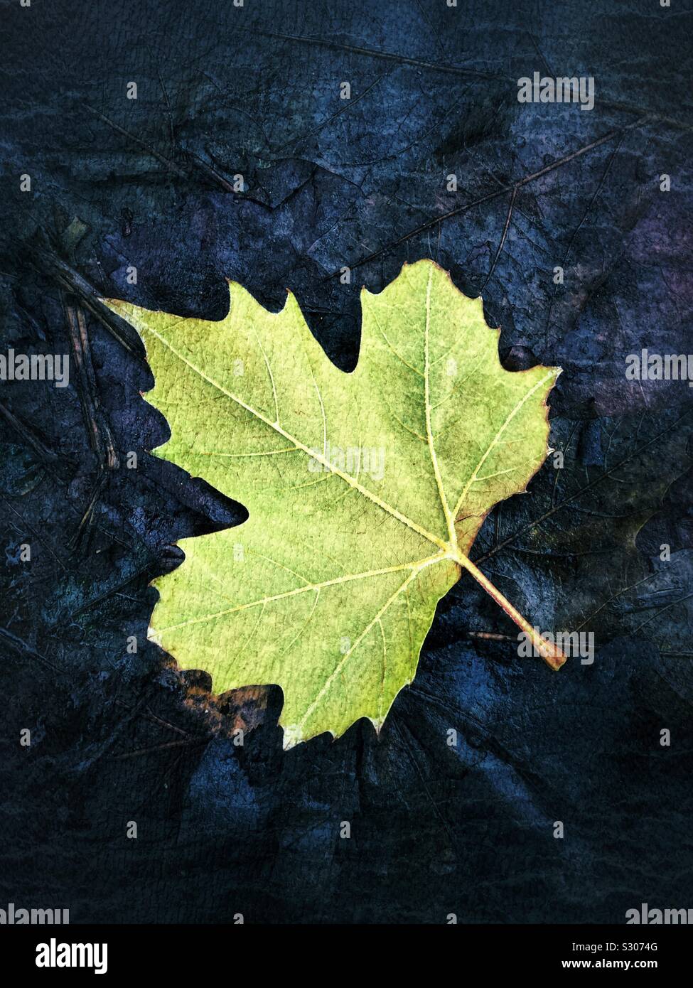 Freshly fallen leaf on top of damp decaying leaf litter Stock Photo - Alamy