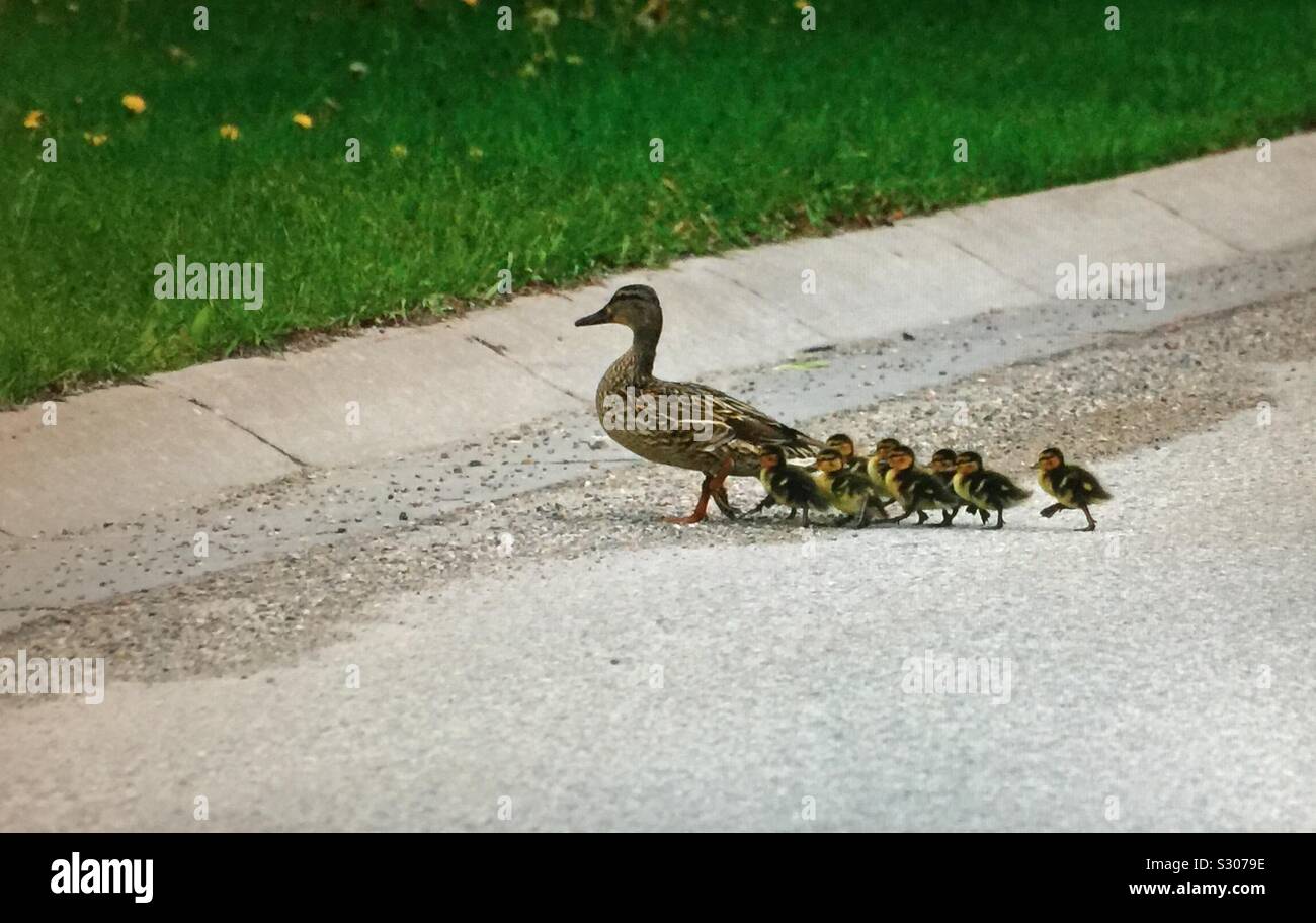 Mallard duck and family crossing a busy street in Calgary, Alberta ...