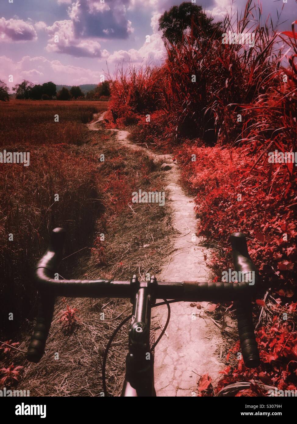 Single track trail through rice fields Stock Photo - Alamy