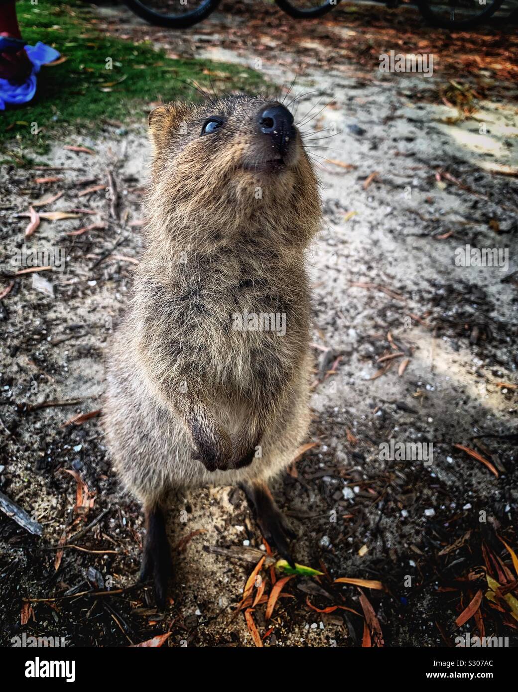 Quokka High Resolution Stock Photography and Images - Alamy