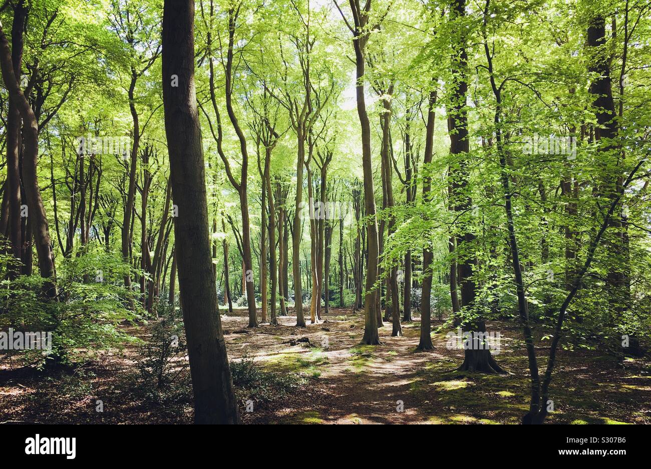 Beechwoods High Resolution Stock Photography and Images - Alamy