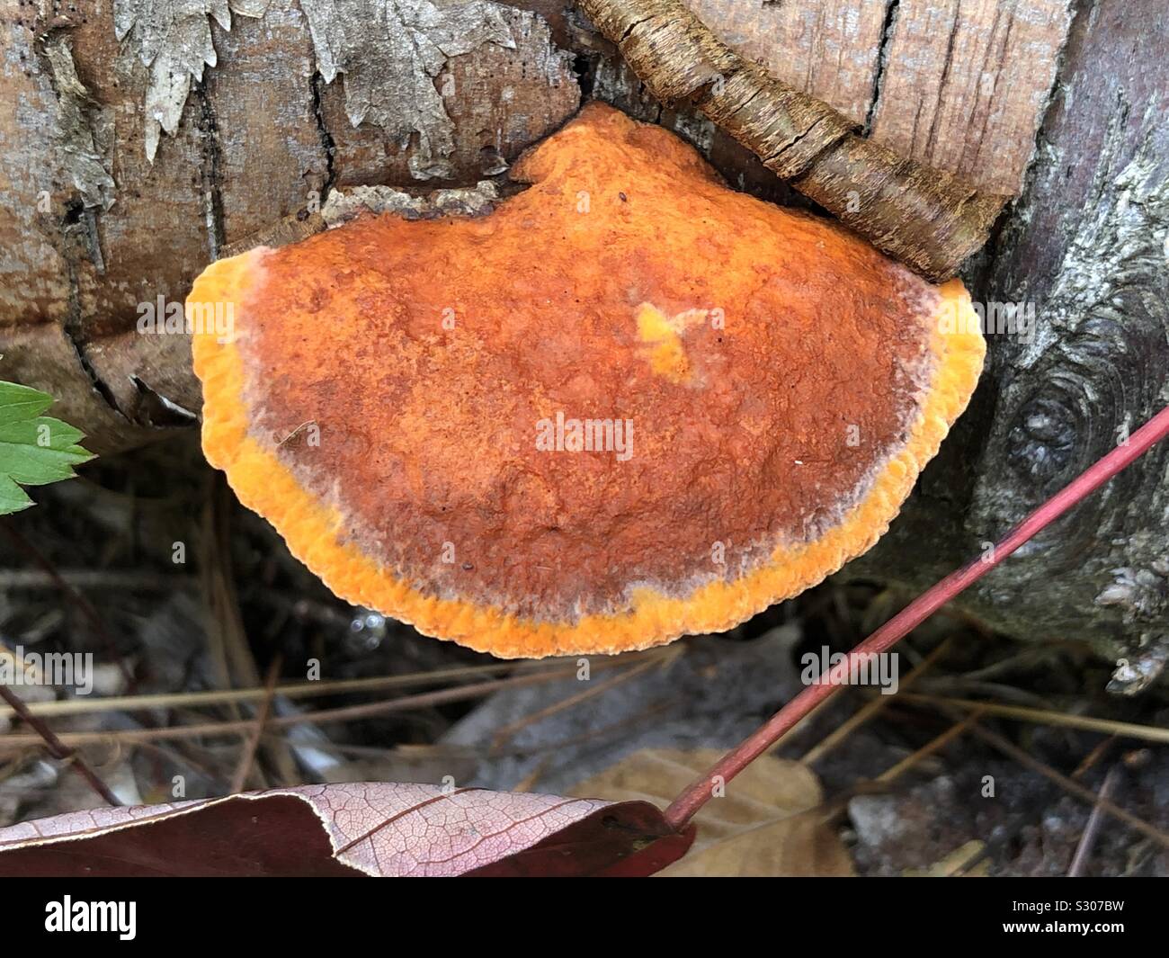 Orange shelf mushroom fungus growing on a birch tree in the autumn ...
