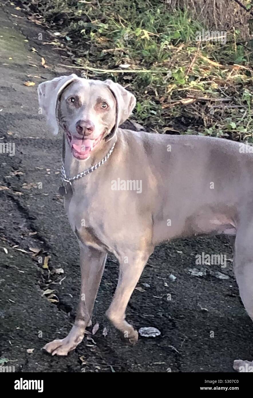 Chain collar dog hi-res stock photography and images - Alamy