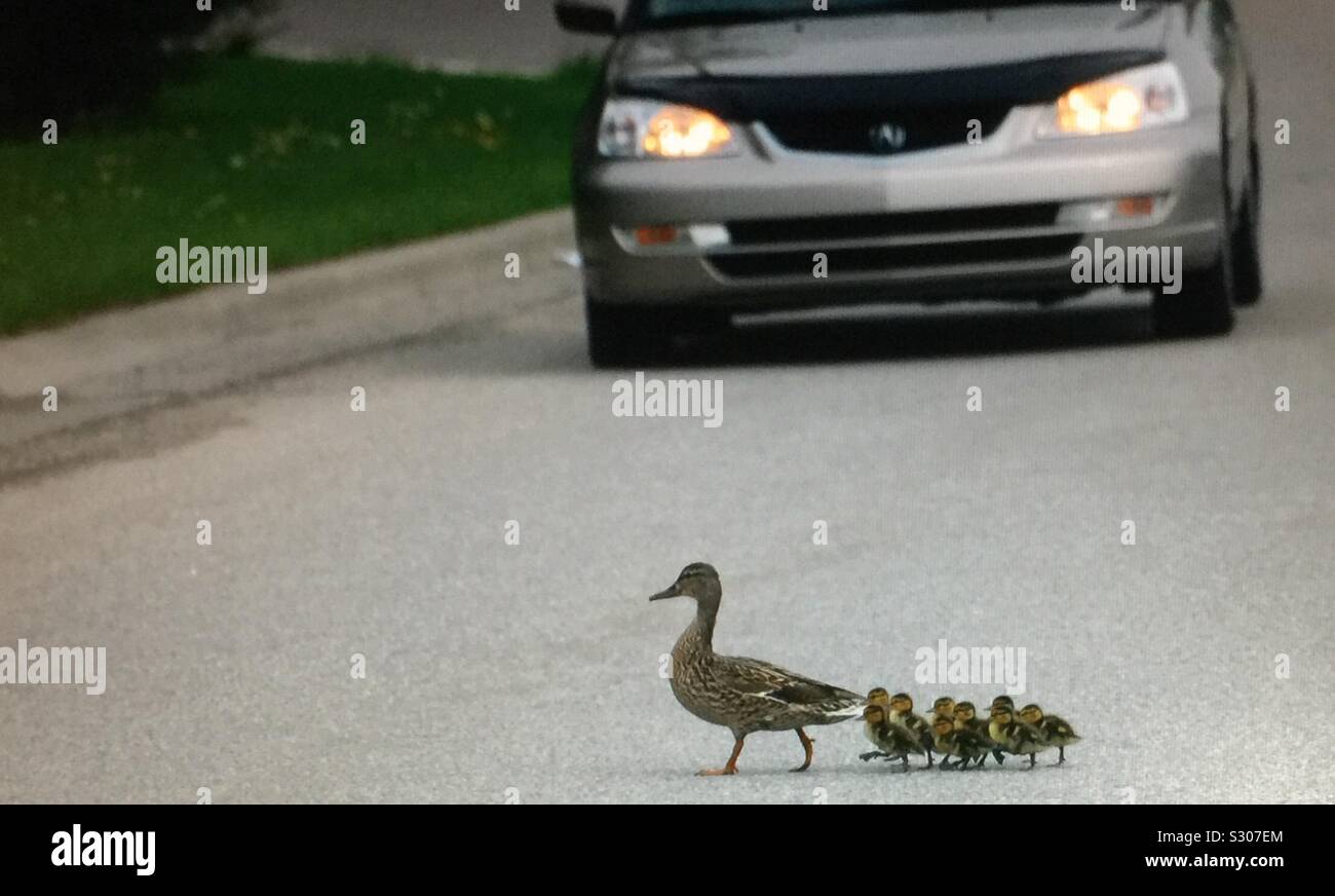 Mallard duck and family of ducklings crossing a busy street in Calgary ...