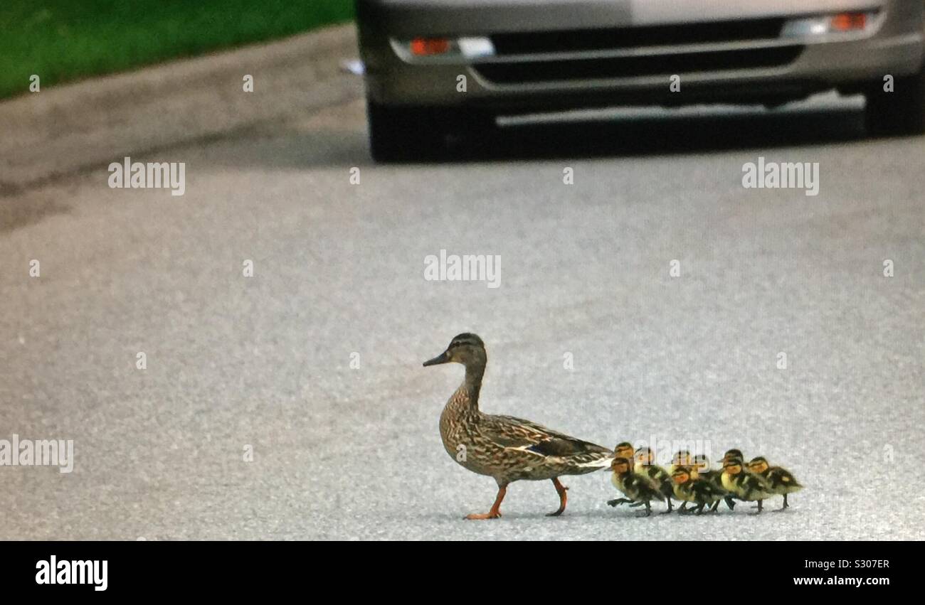 Mallard duck and family of ducklings crossing a busy street in Calgary ...