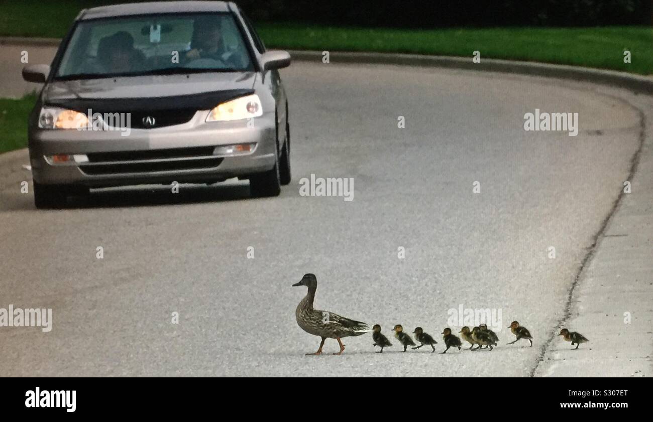 Mallard duck and family of ducklings crossing a busy street in Calgary ...