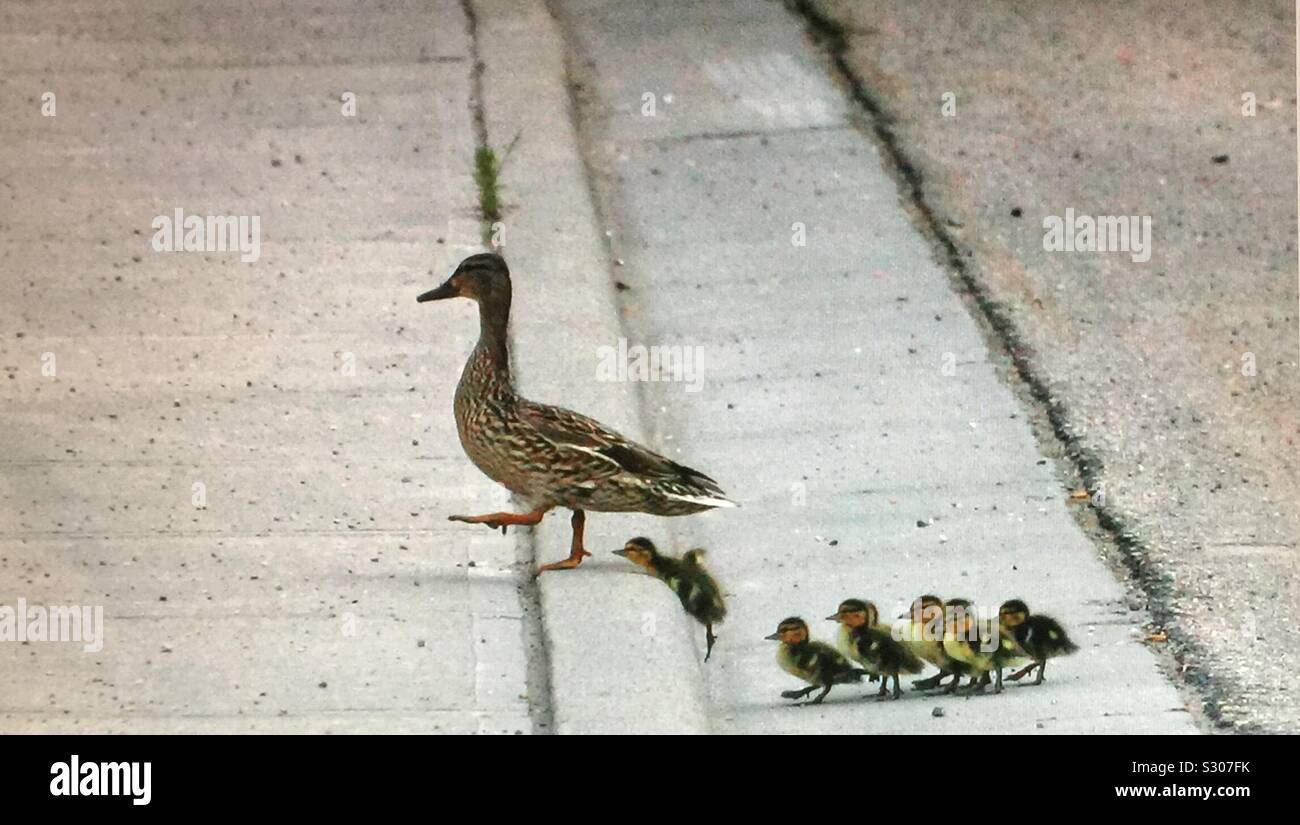 Mallard duck and family of ducklings crossing a busy street in Calgary ...