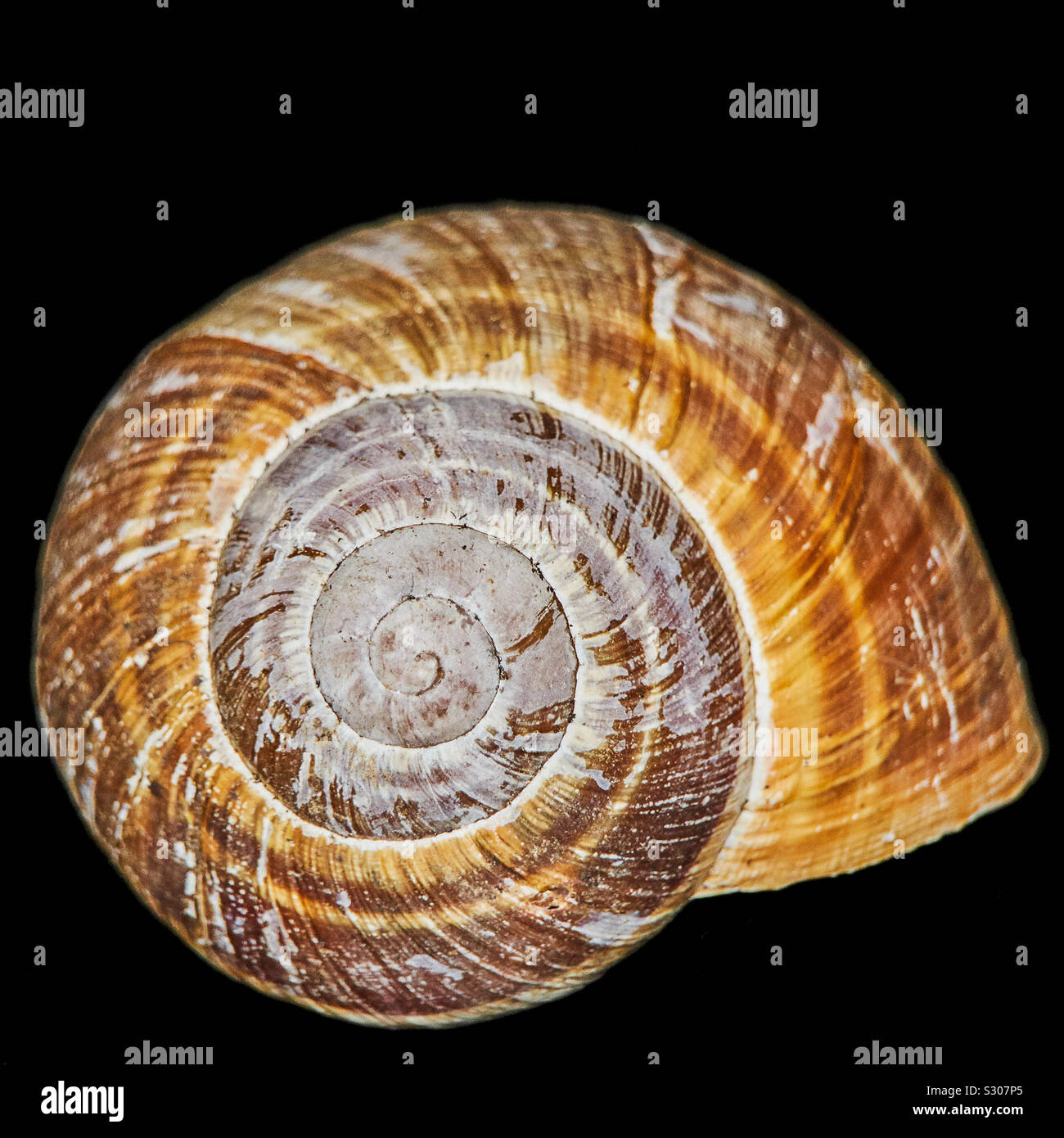 empty Snail shell brown, white and beige as cutout on black background ...