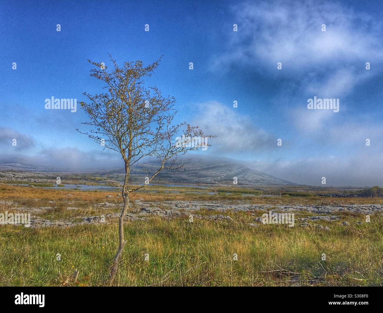 Burren tree hi-res stock photography and images - Alamy