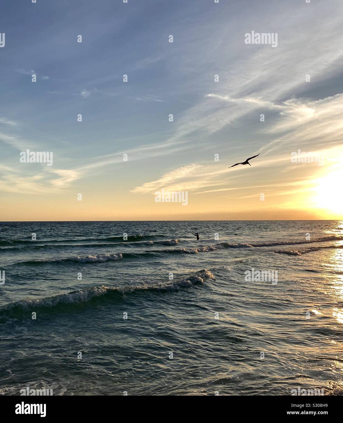 Sunset over ocean water with pelican silhouette flying in the air Stock ...