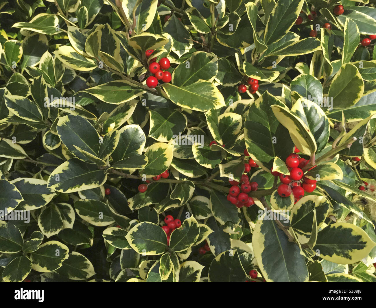 Variegated Holly Bush