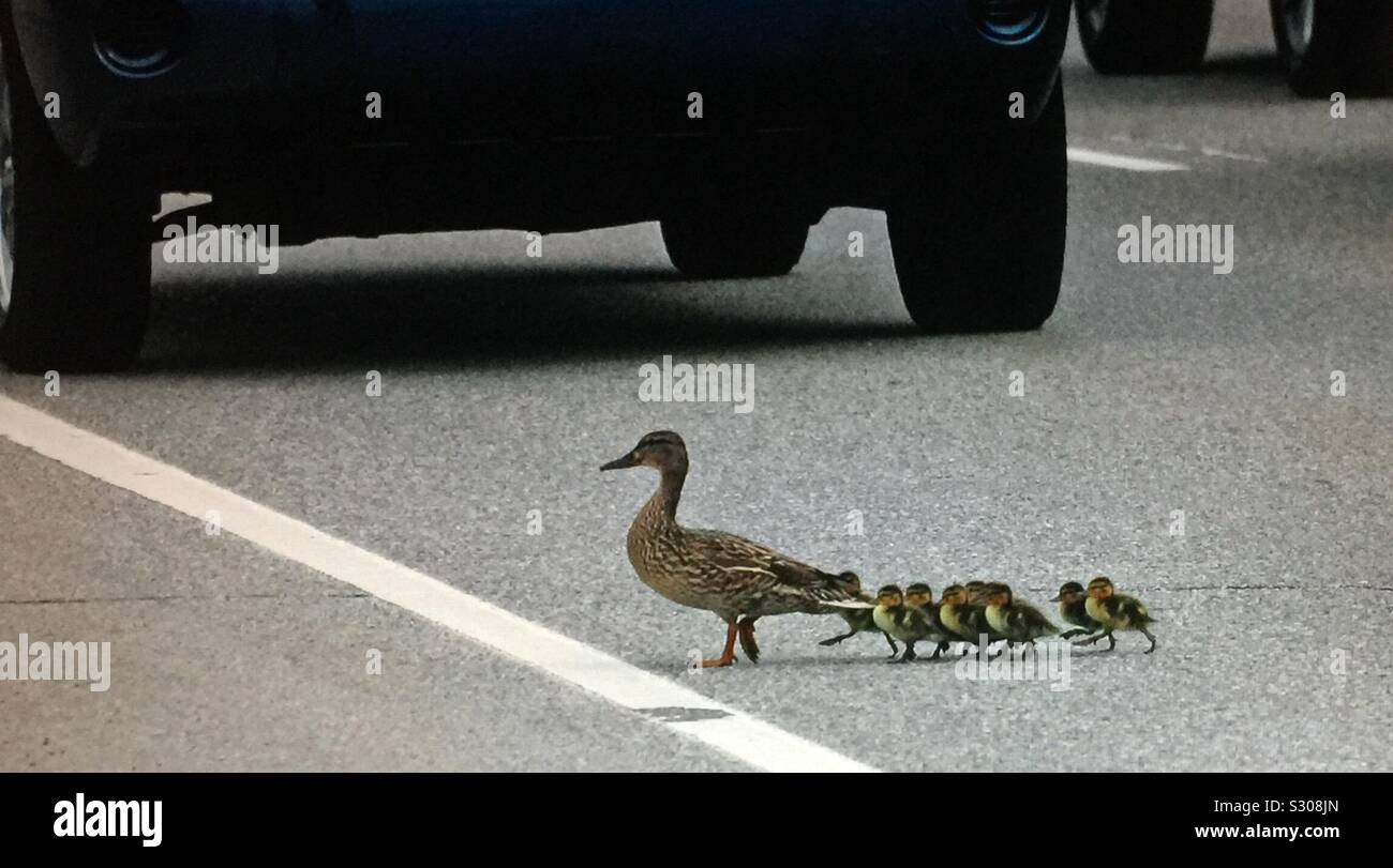 Mallard duck and family of ducklings crossing a busy street in Calgary ...