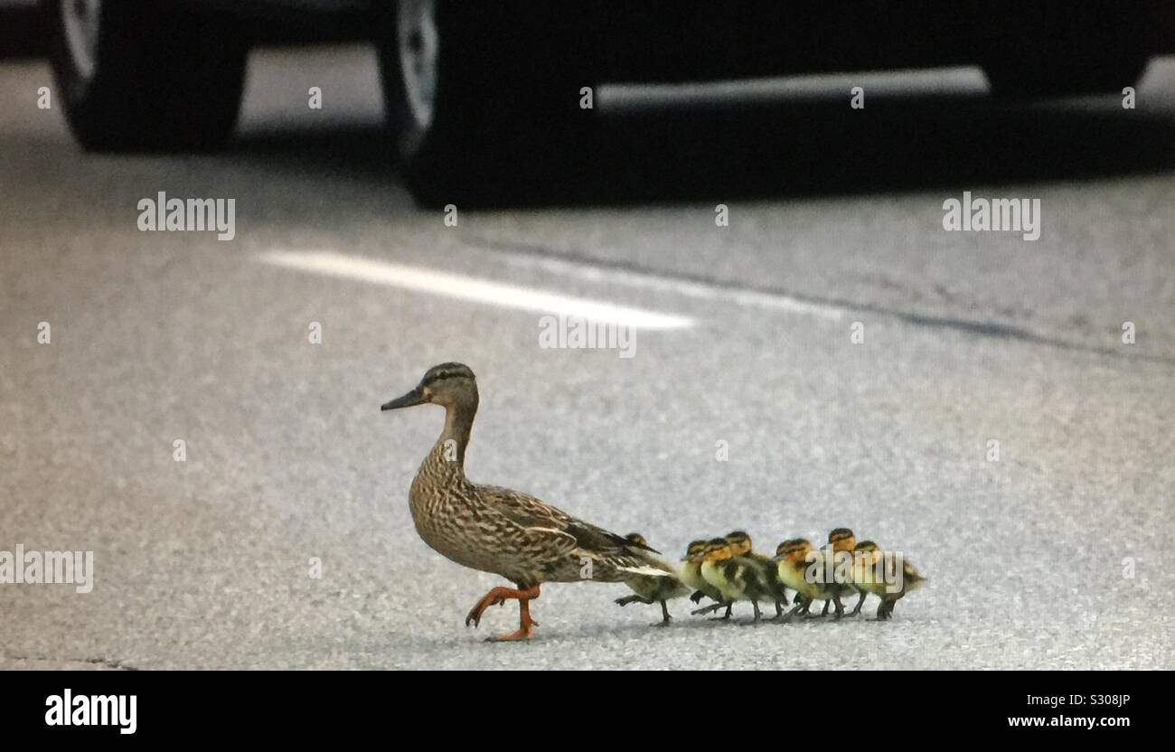 Ducklings calgary hi-res stock photography and images - Alamy
