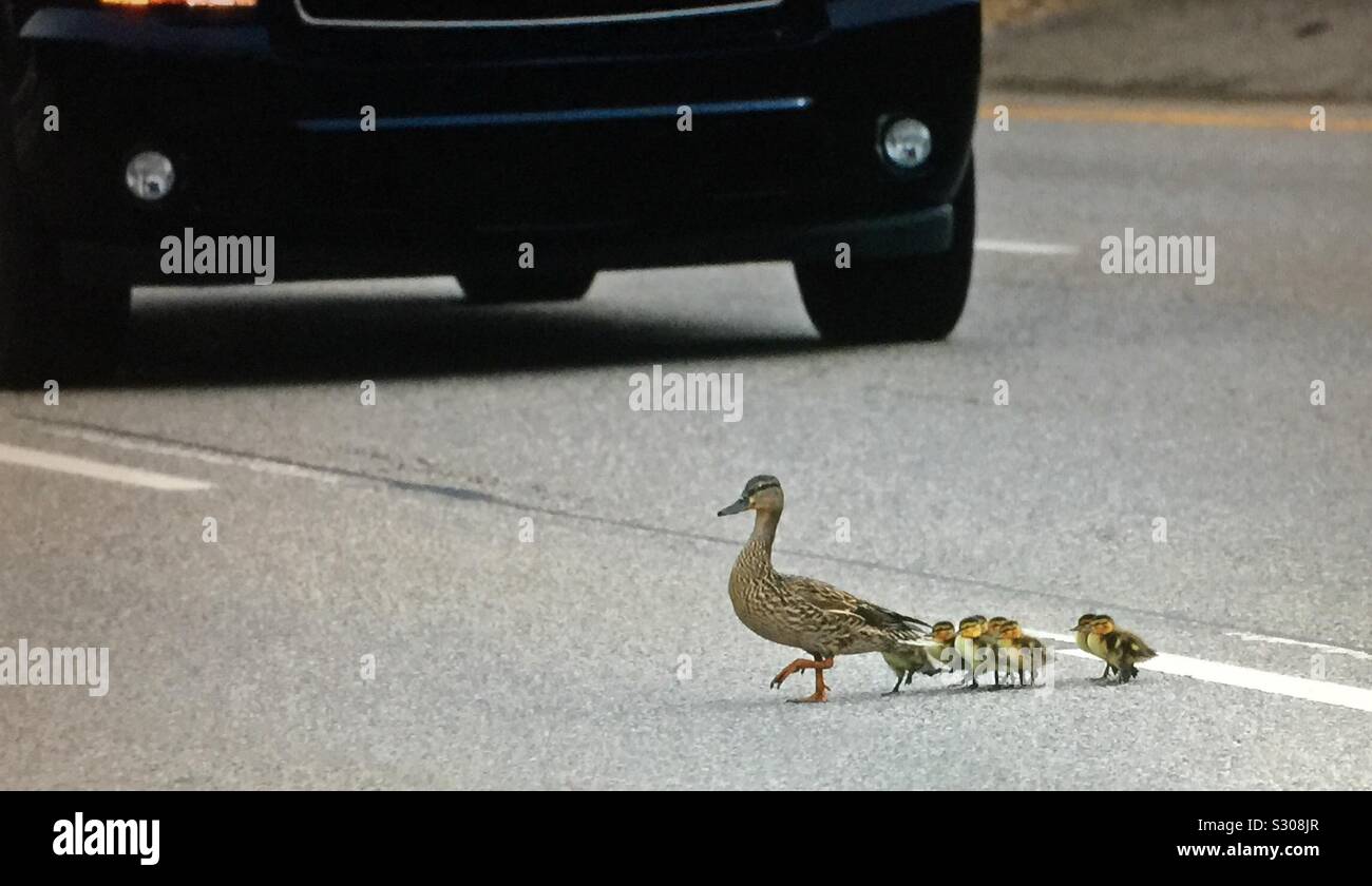 Ducklings calgary hi-res stock photography and images - Alamy