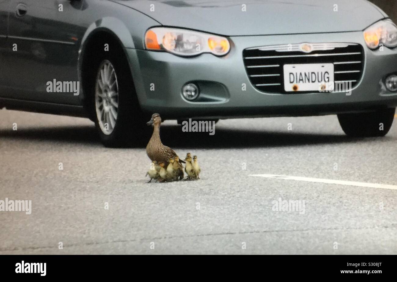 Mallard duck and family of ducklings crossing a busy street in Calgary ...