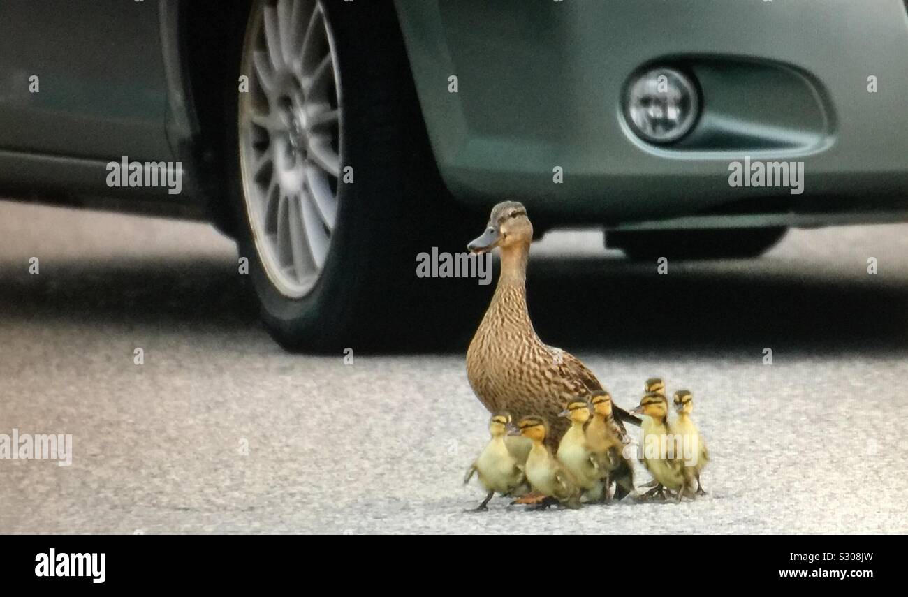 Mallard duck and family of ducklings crossing a busy street in Calgary ...