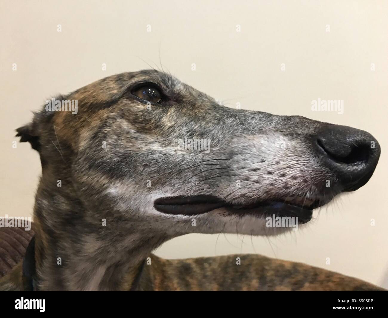 The head of a brindle greyhound Stock Photo - Alamy