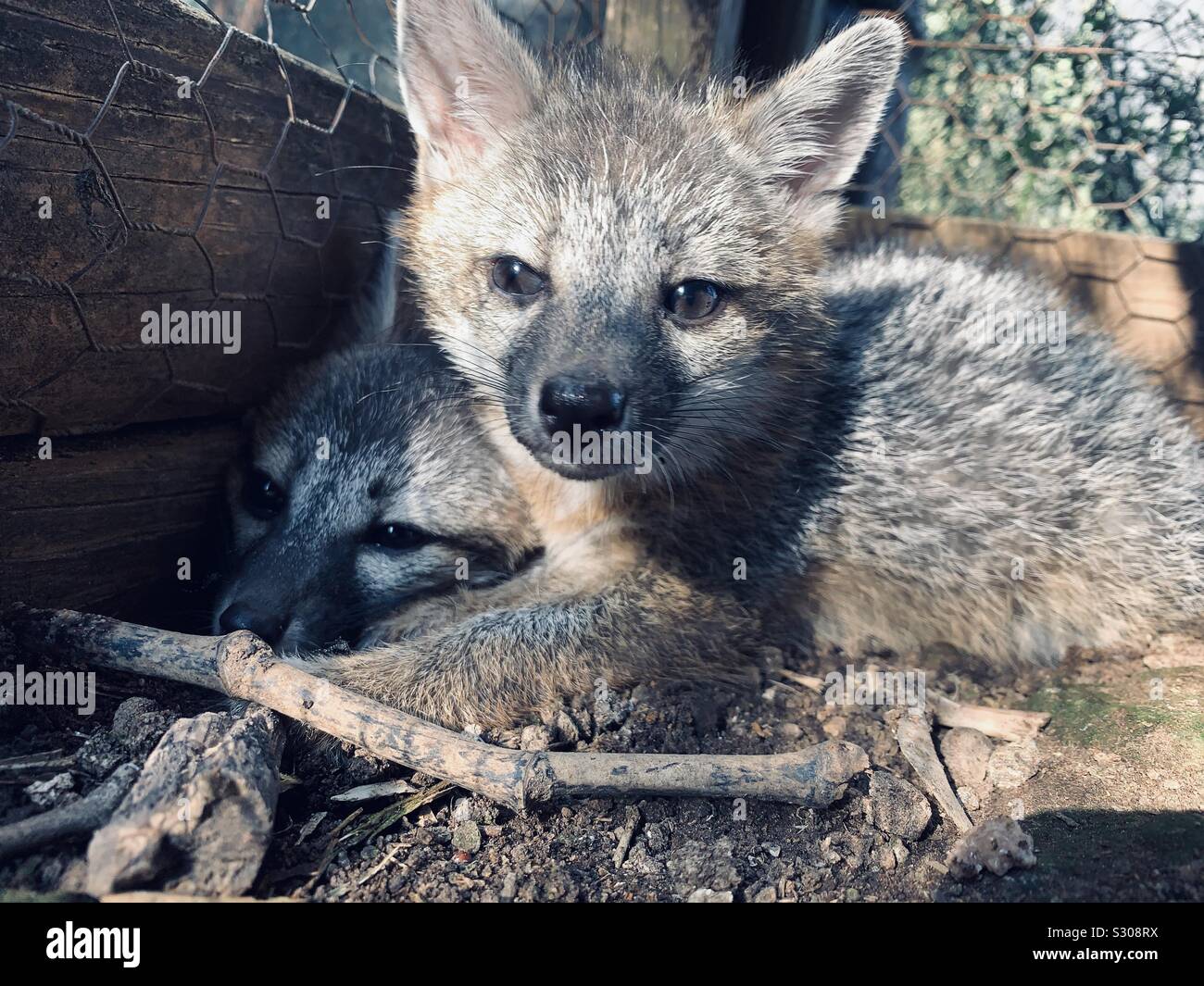 Baby Grey Fox