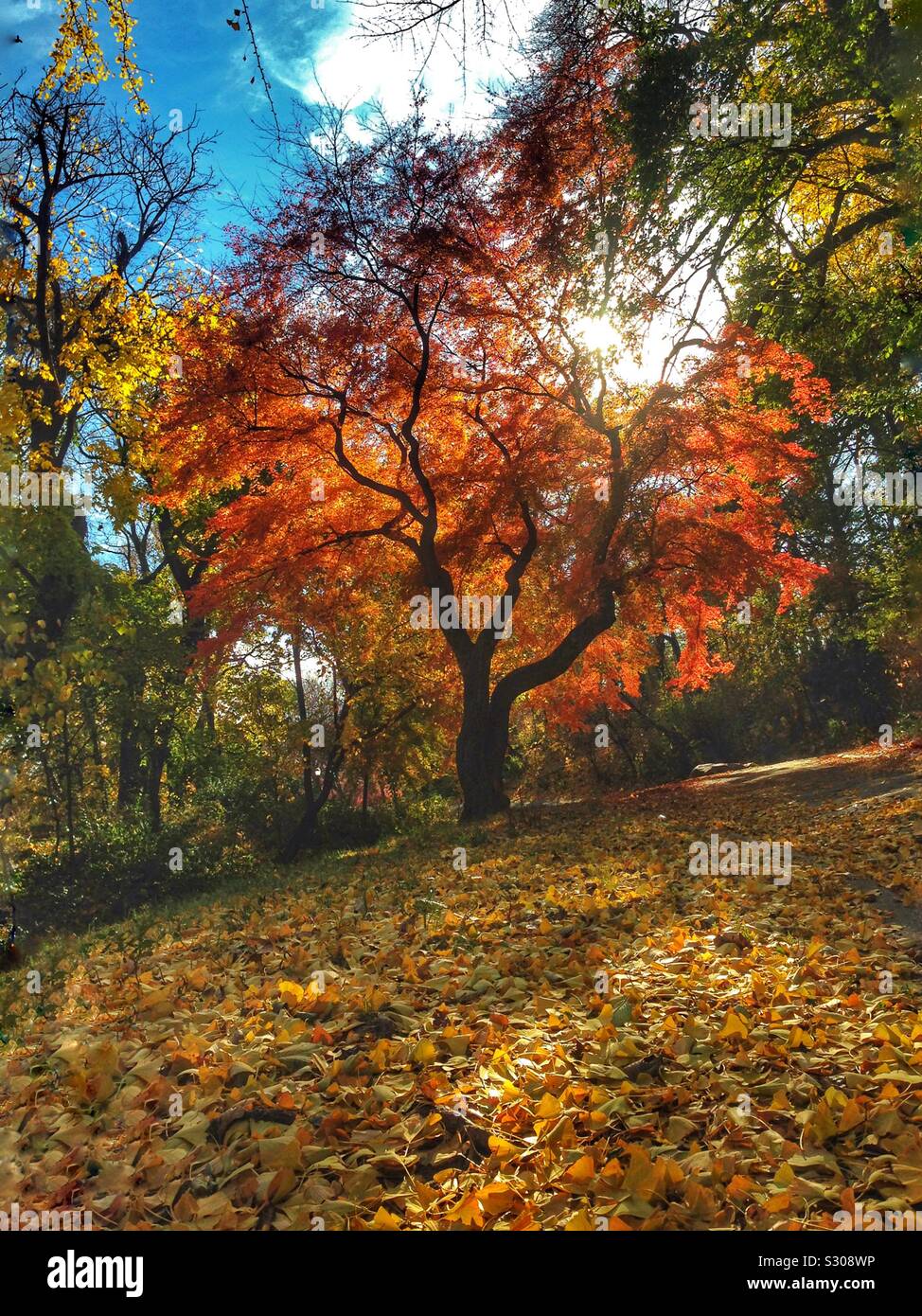 Prospect Park, Brooklyn Stock Photo - Alamy