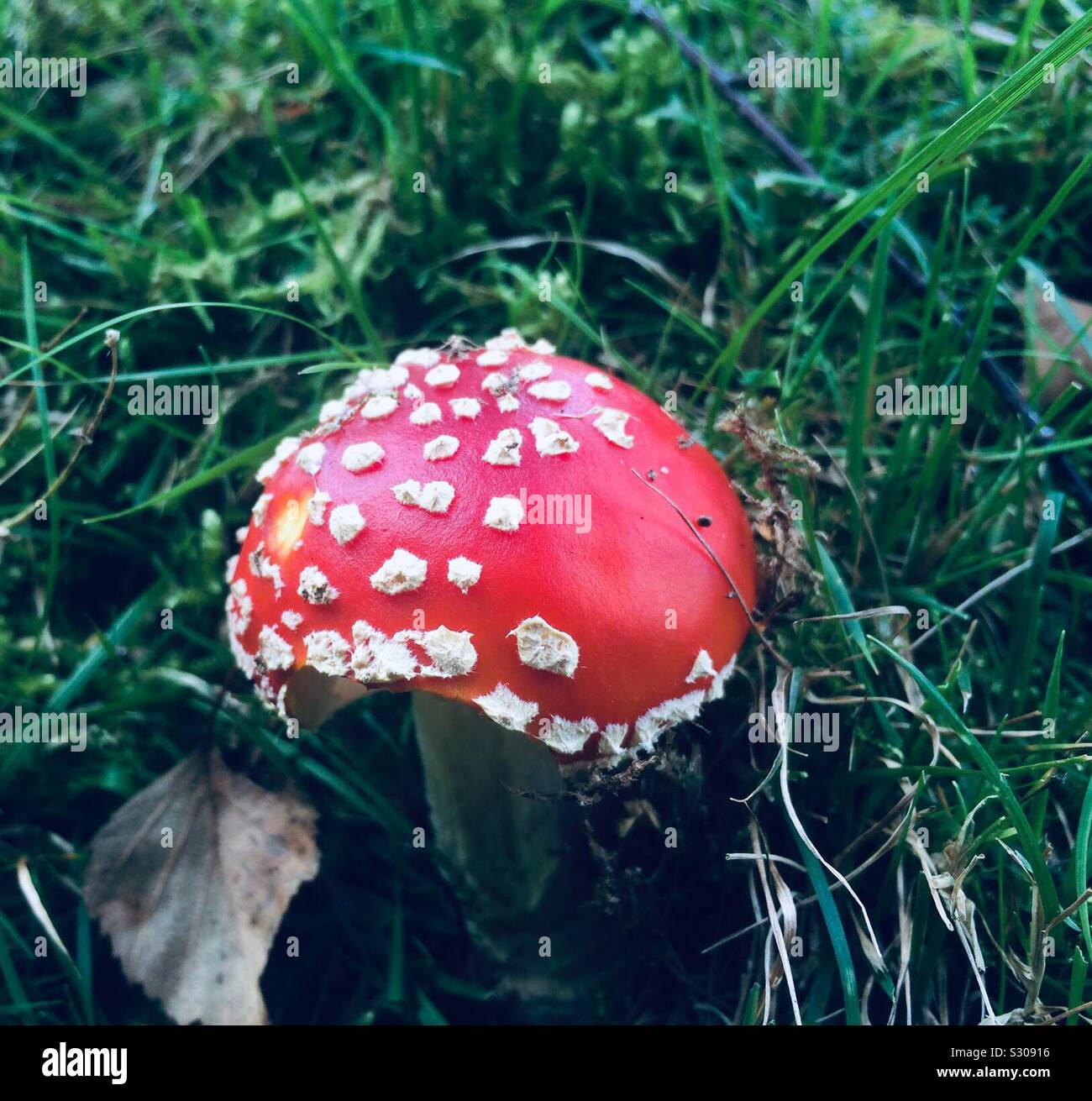 Amanita muscaria fungi hi-res stock photography and images - Alamy