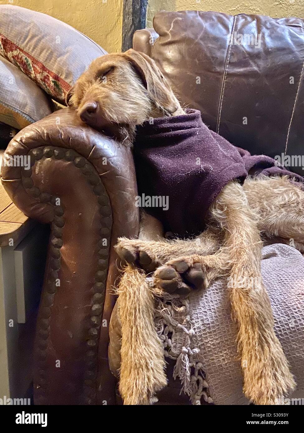 Tired and sleepy dog hi-res stock photography and images - Alamy