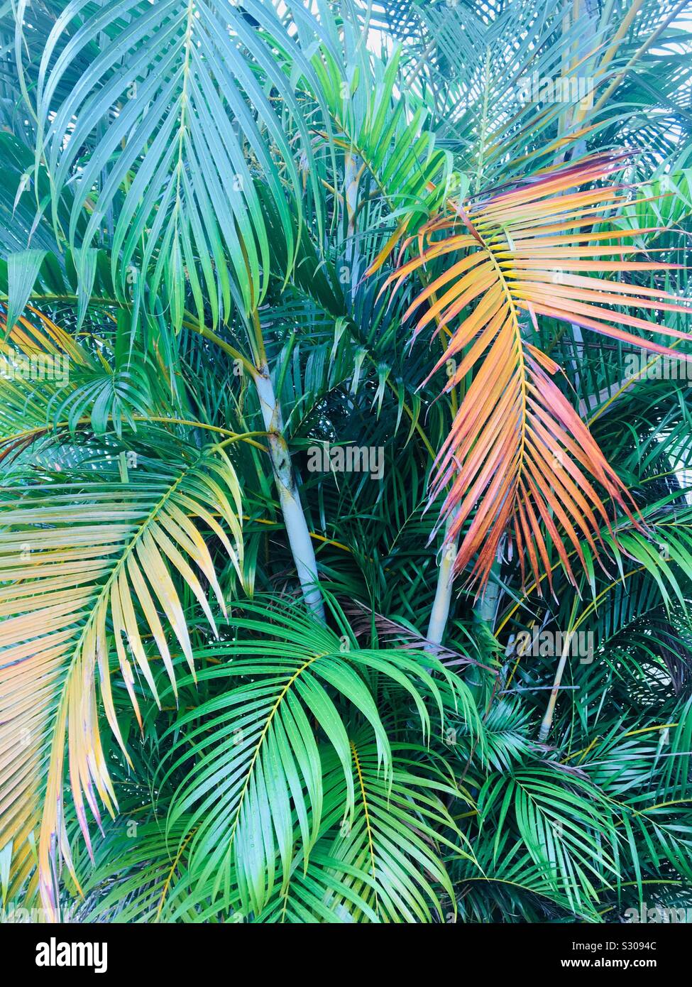 Palm trees and tropical plants hi-res stock photography and images - Alamy