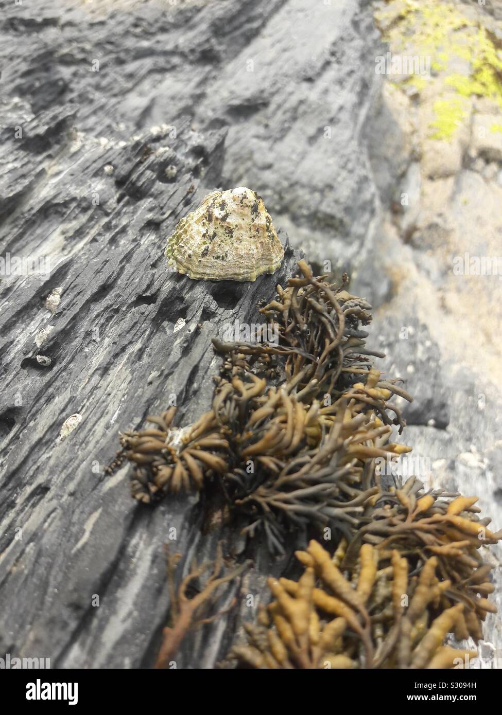 Seaweed and a shell attached at a rock at an cove in Aberporth, Wales ...