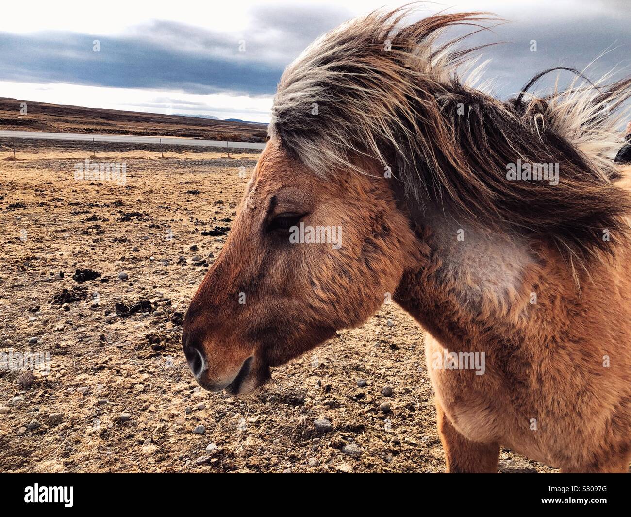 Icelandic horse with wild mane in the wind Stock Photo - Alamy