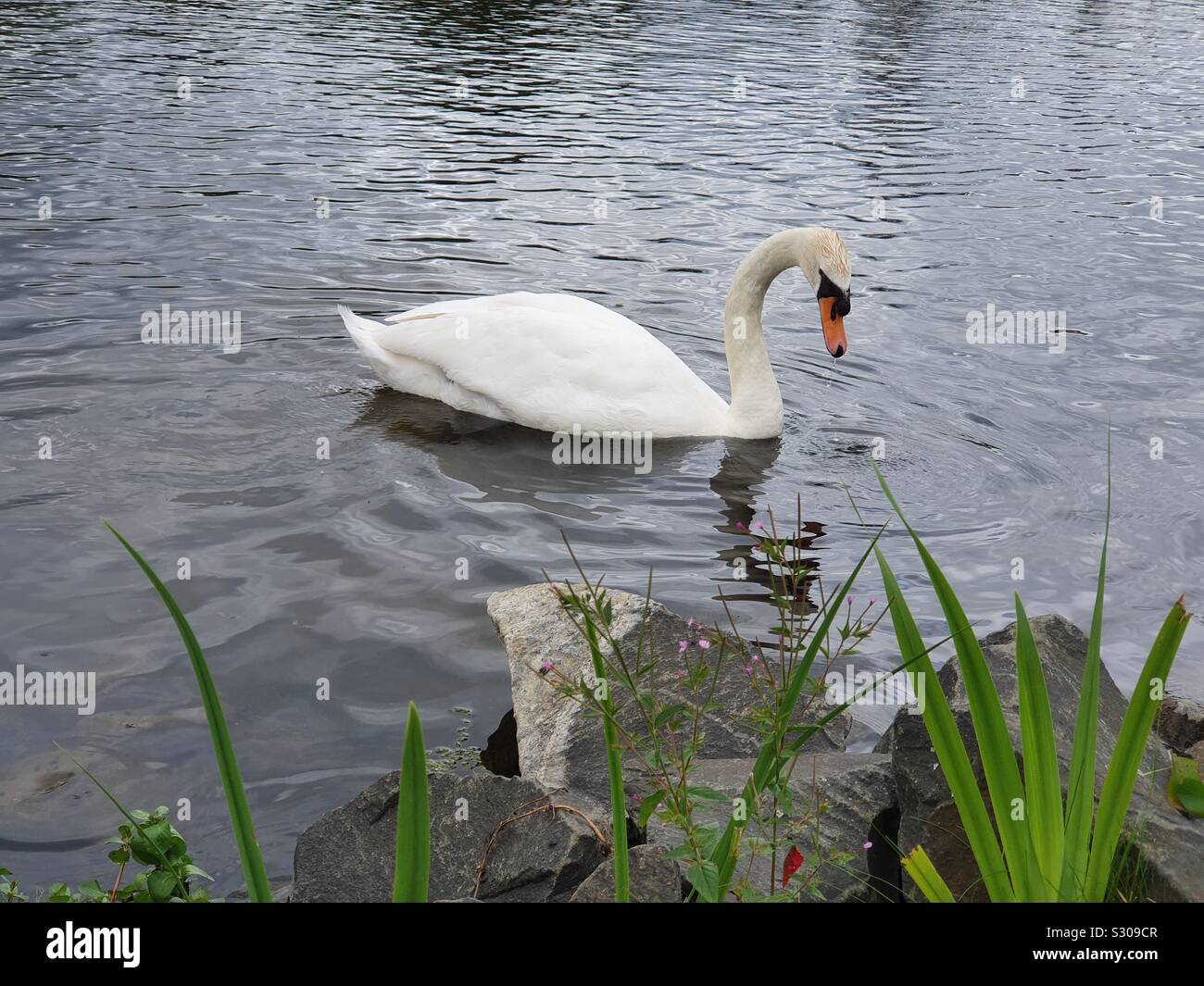 Swan rocks hi-res stock photography and images - Alamy