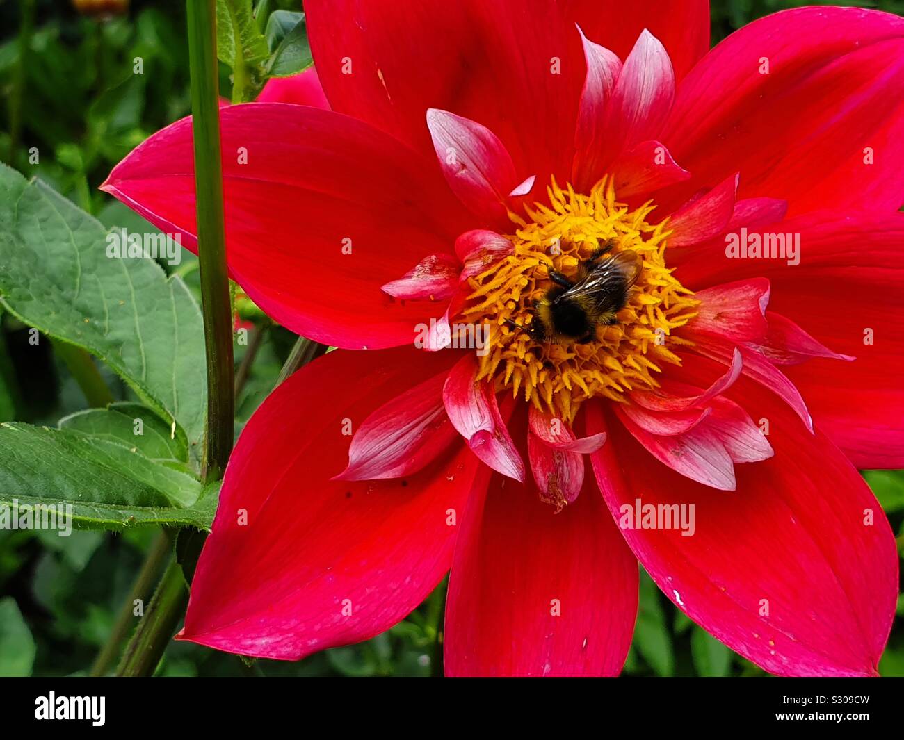 Worker bee pollen collection hi-res stock photography and images - Alamy