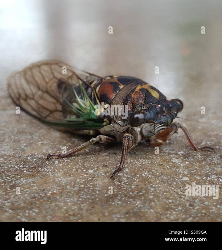 Locust eyes hi-res stock photography and images - Alamy