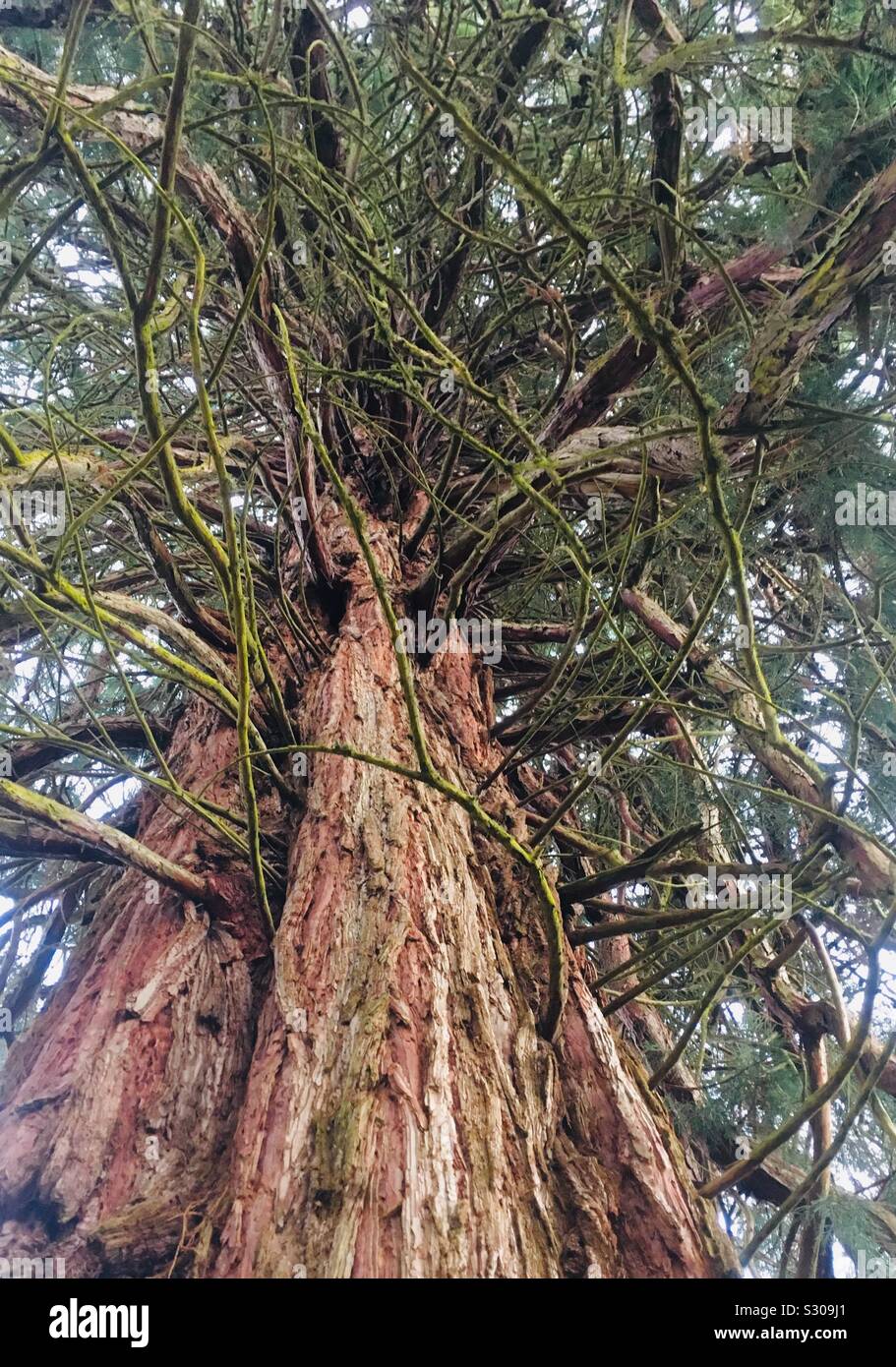 Giant redwood tree hi-res stock photography and images - Alamy