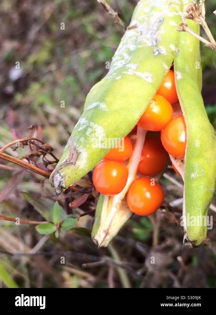 Orange berries pod hi-res stock photography and images - Alamy