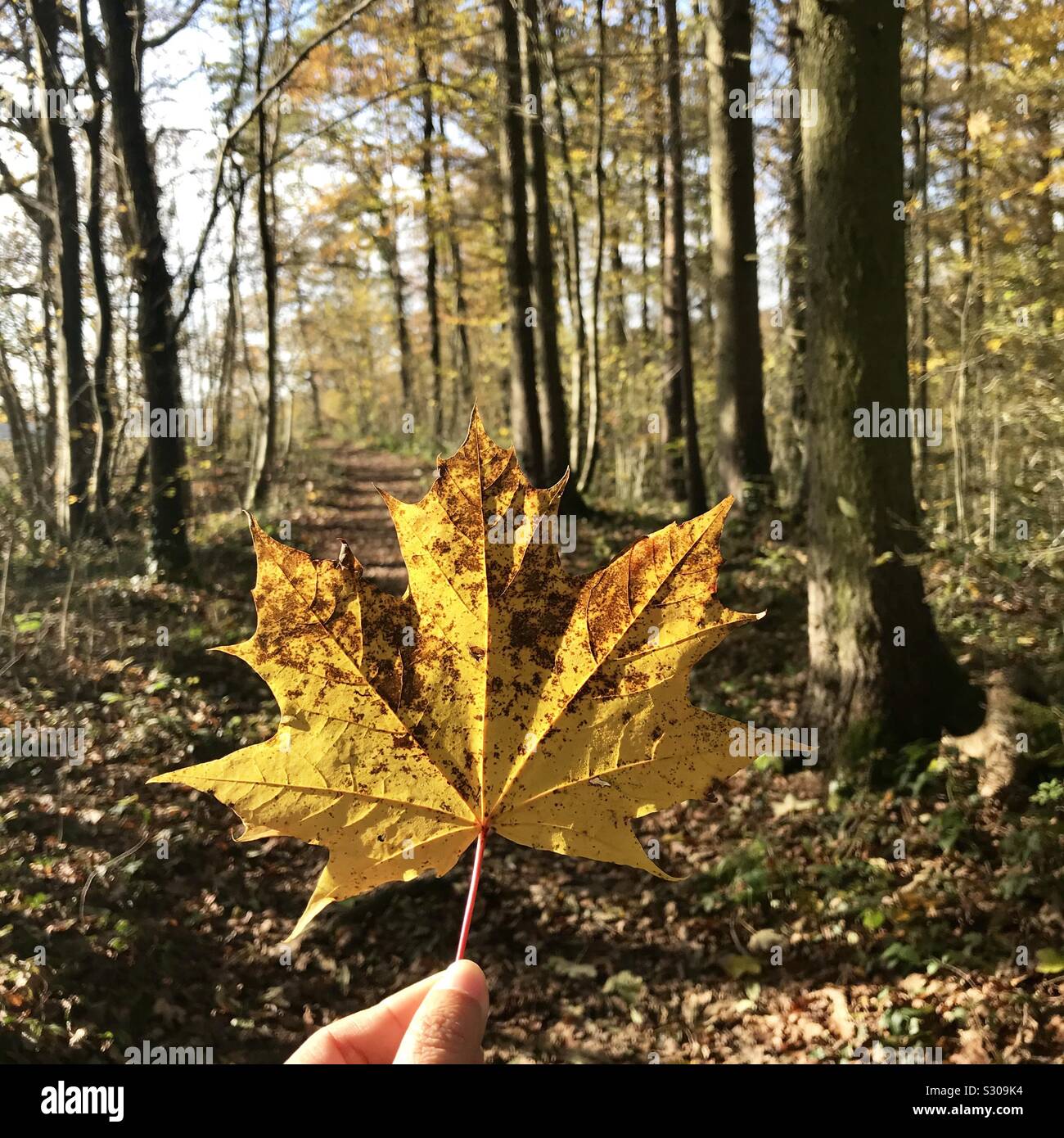 Fall of belgium hi-res stock photography and images - Alamy