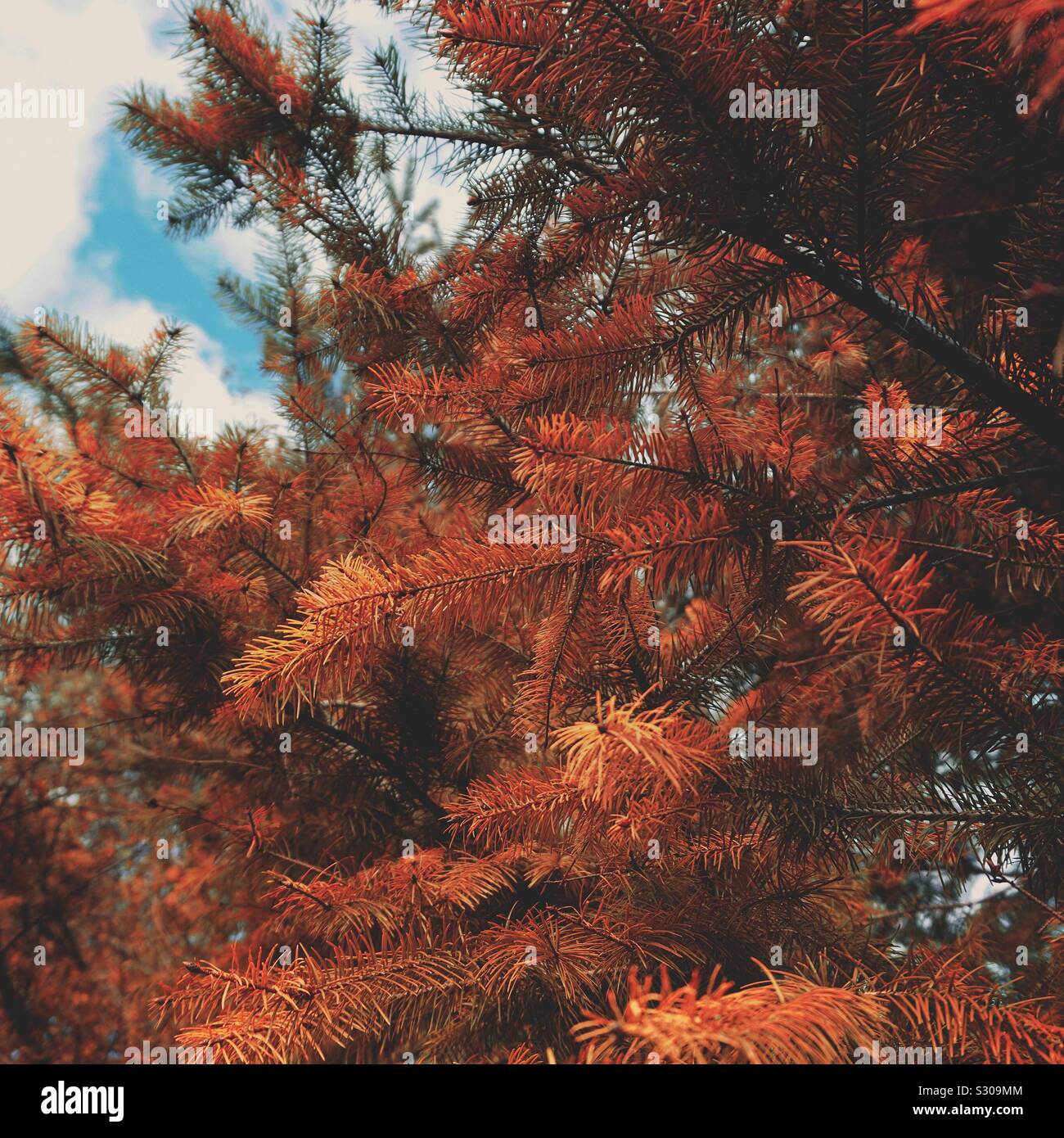 Red autumn leaves tree branches hi-res stock photography and images - Alamy